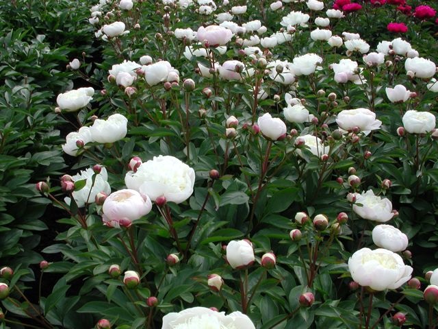 Pioenroos Wit gevuld (Immaculee) – Bouma Biologisch Poot- en Plantgoed