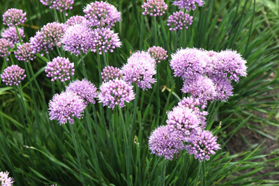 Duitse Knoflook Bio (Lila roze) – Bouma Biologisch Poot- en Plantgoed